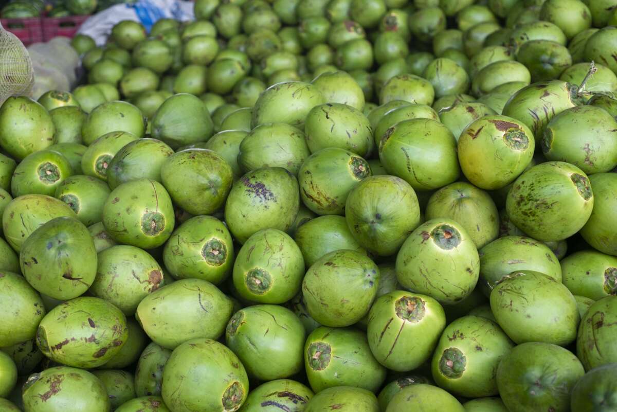 Coco verde é comercializado a R$ 1,30/unid na Ceasa em Maracanaú ...